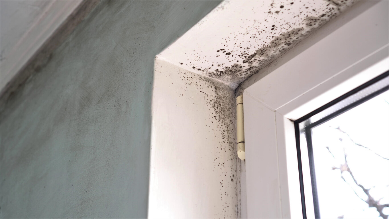 Tips to Prevent Mold Growth During Spring in South Carolina